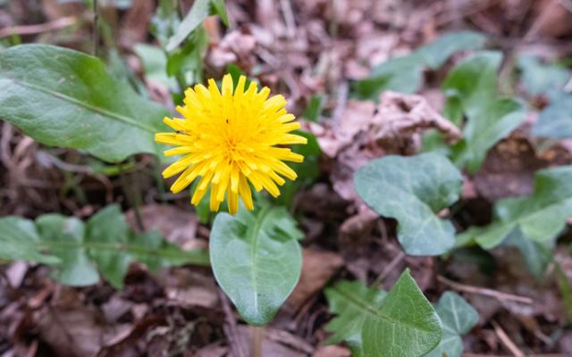 10 Beneficios del Diente de León para la Salud | Bupa Latinoamérica